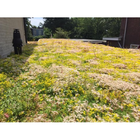 Sedummixmat (per m2)