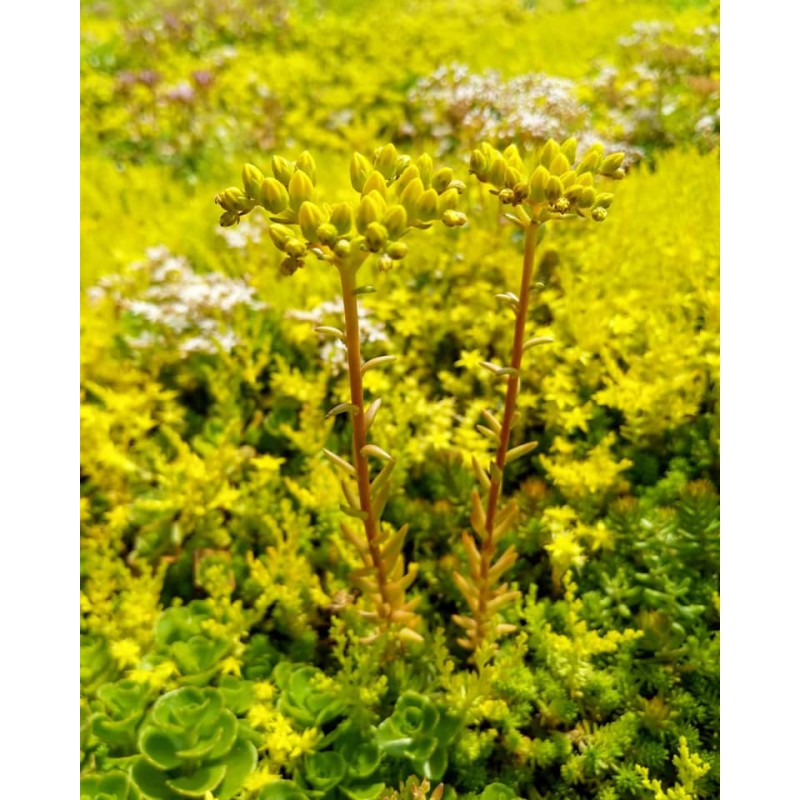 Sedummixmat (per m2)